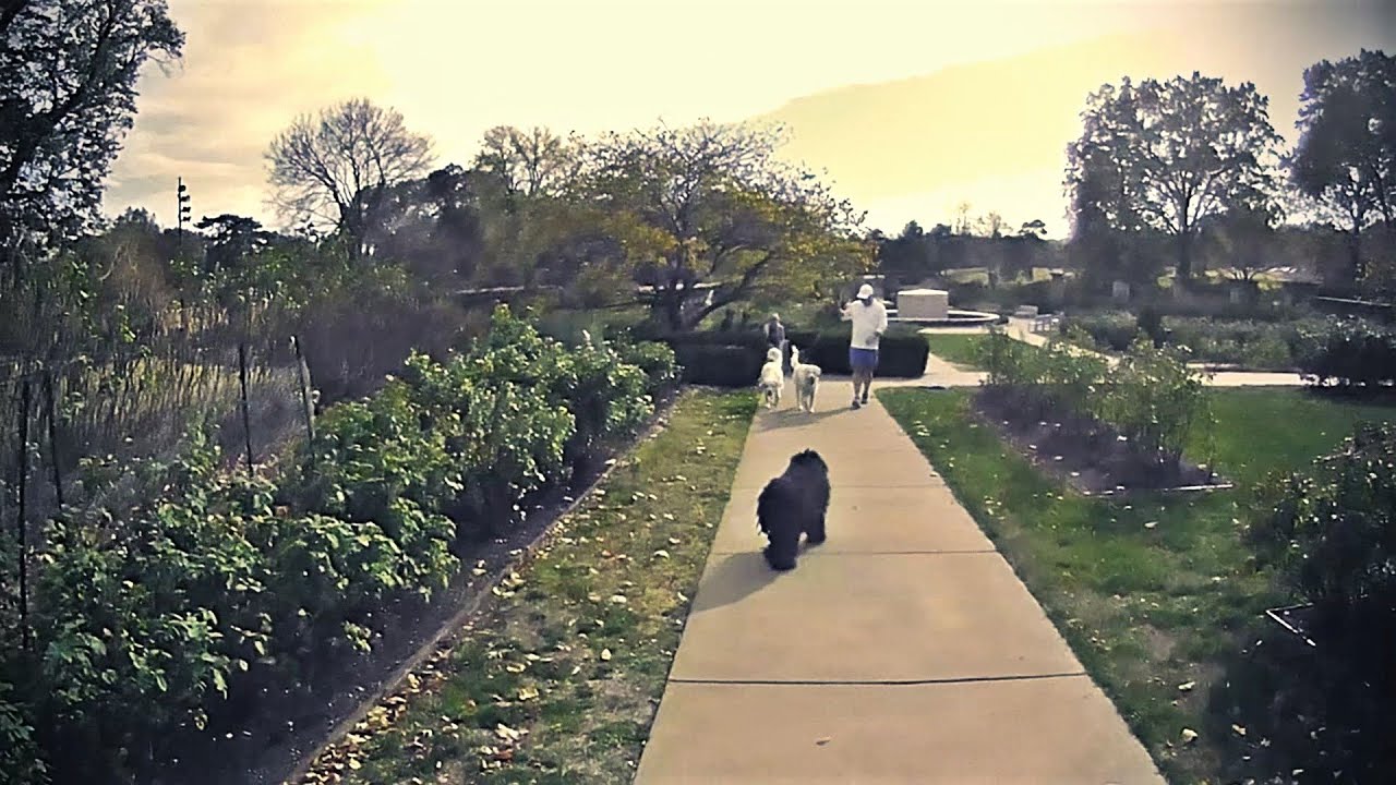 The Adventures of Rasta Bowwow - Episode 3308 - 11 02 2022 - YouTube