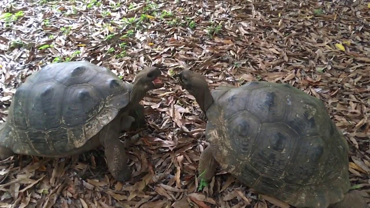 Giant Tortoises Fight - YouTube