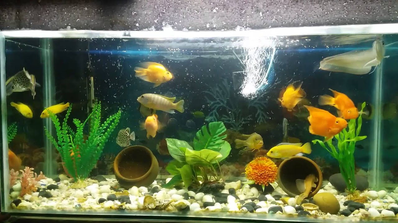 arowana , parrot , cichlid , sket and glass fish community tank - YouTube