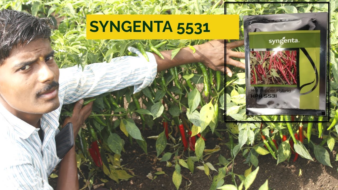 SYNGENTA 5531 chilli , alll detailed explaination , price , where to ...