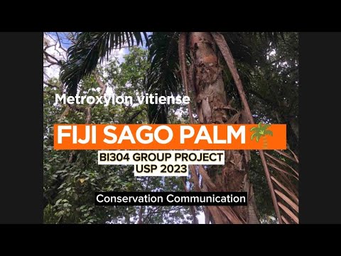 The Conservation and importance of the Fijian Sago Palm - YouTube