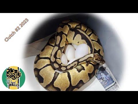 Breeding Ball Pythons; Clutch #2 2023 - YouTube