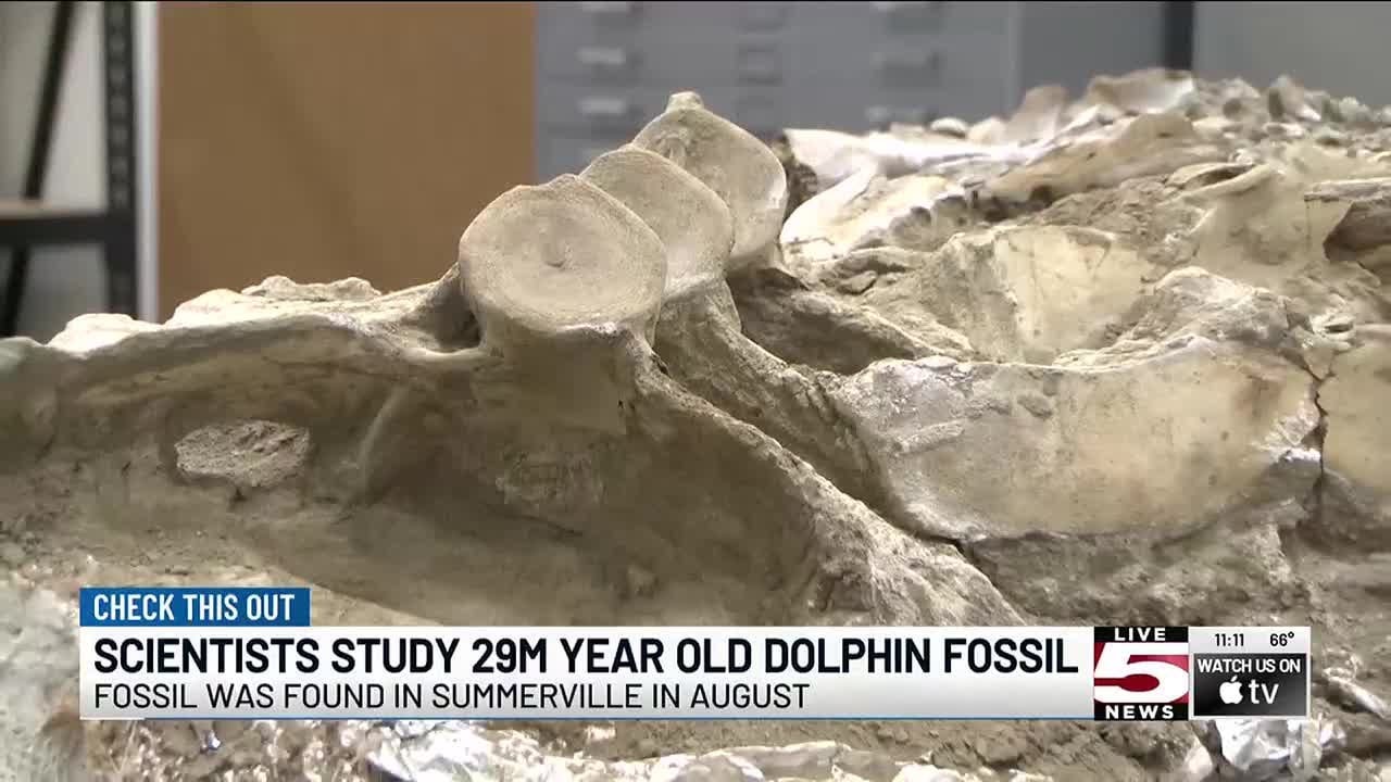 VIDEO: 29 million-year-old dolphin fossil discovered in Summerville ...
