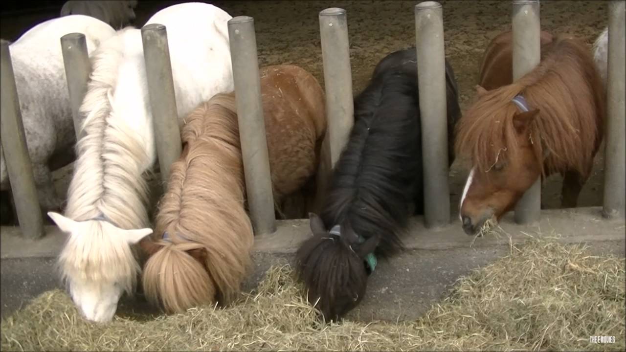 Ponyparkcity Giant Stable 2016 - YouTube