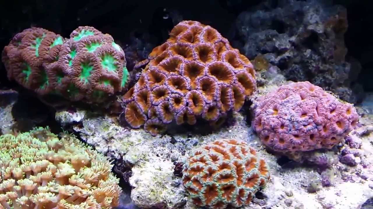 My LPS dominated reef tank - Front view - YouTube