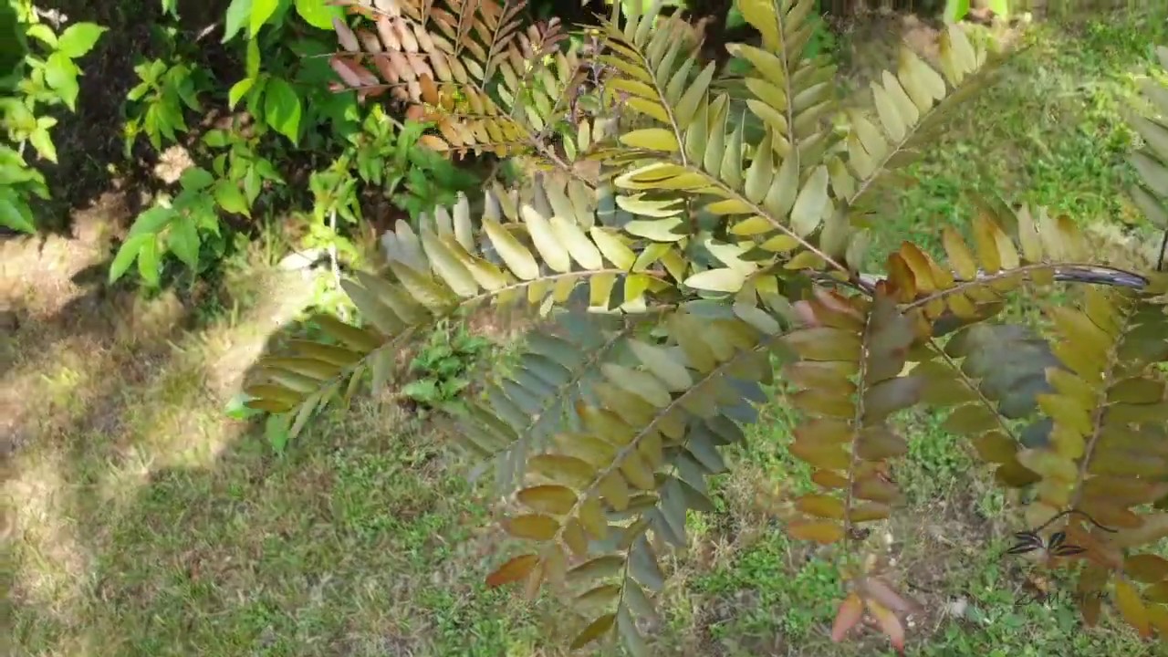 Gleditsia triacanthos 'Ruby lace' dřezovec trojtrnný - YouTube