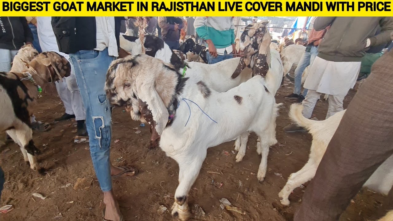 Totapuri Big Goat Ki Kahani Mewat Goat Docomentry || Balaheri Bakra ...