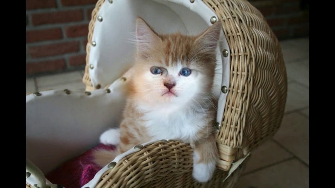 Gatitos Bebes Tiernos - YouTube