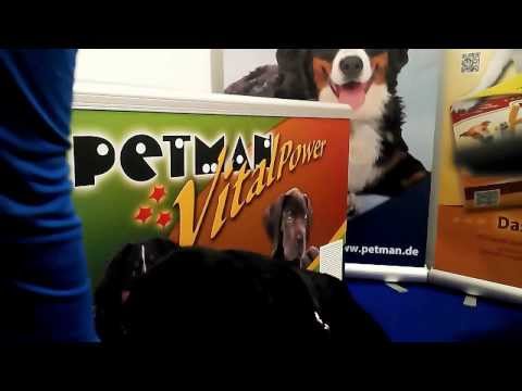 PETMAN Hundeeis Verkostung