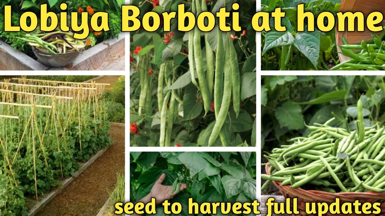 Lobiya/ Borboti grow at home!! seed to harvest full updates!! how to ...