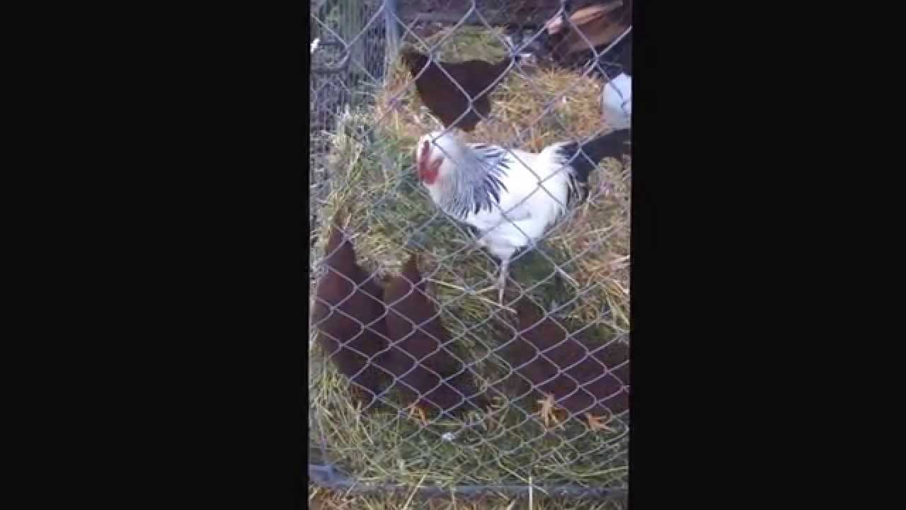 Barnyard rooster and his hens - YouTube
