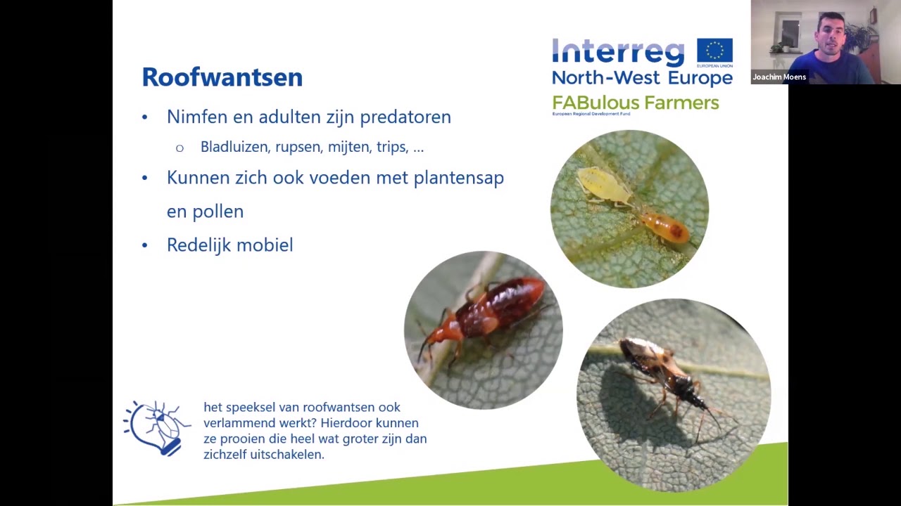 Presentatie: Herkennen van nuttige insecten - YouTube