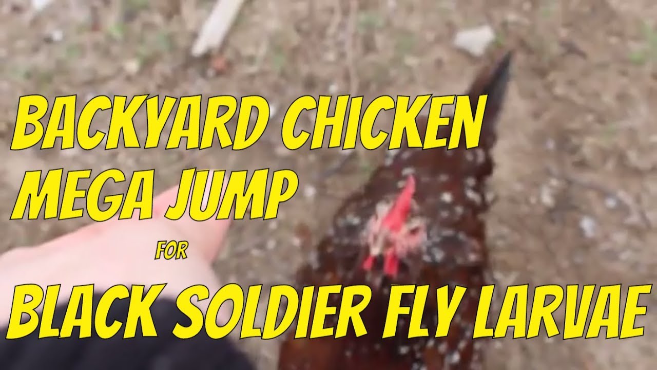 Backyard Chicken Mega Jump For Black Soldier Fly Larvae! - YouTube
