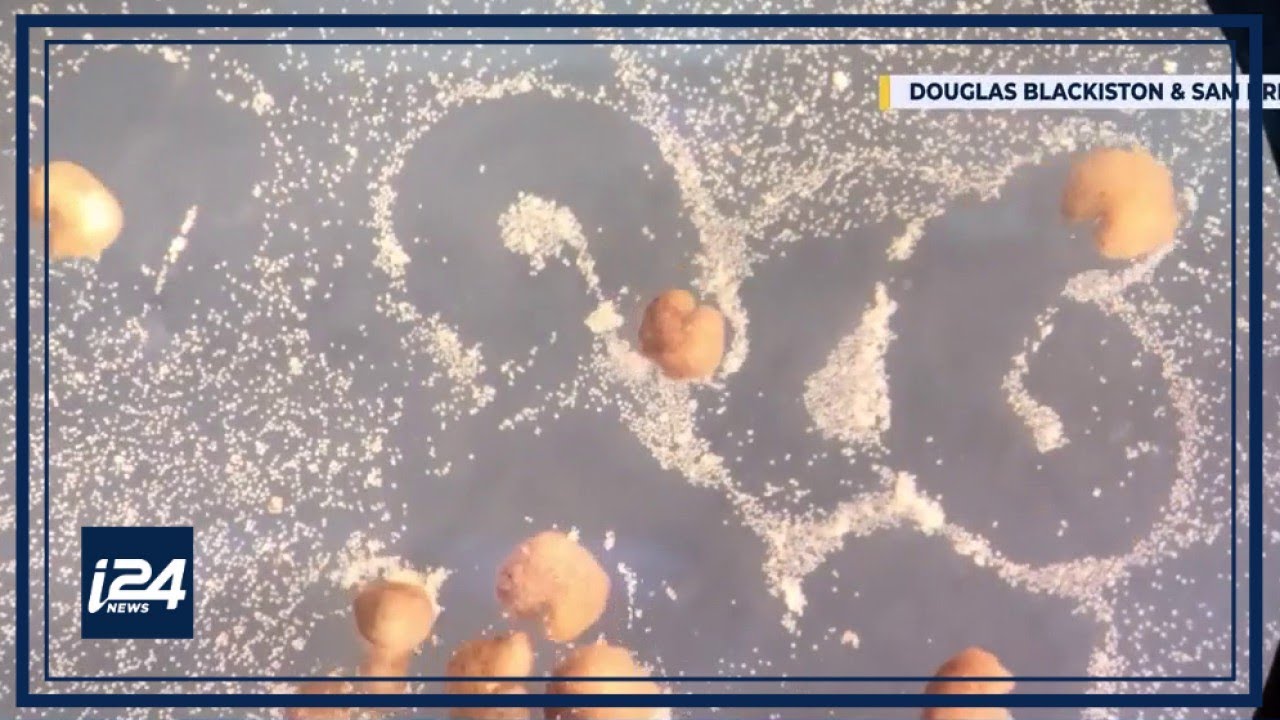 Scientists create living 'robot' organism: Xenobots - Go IT