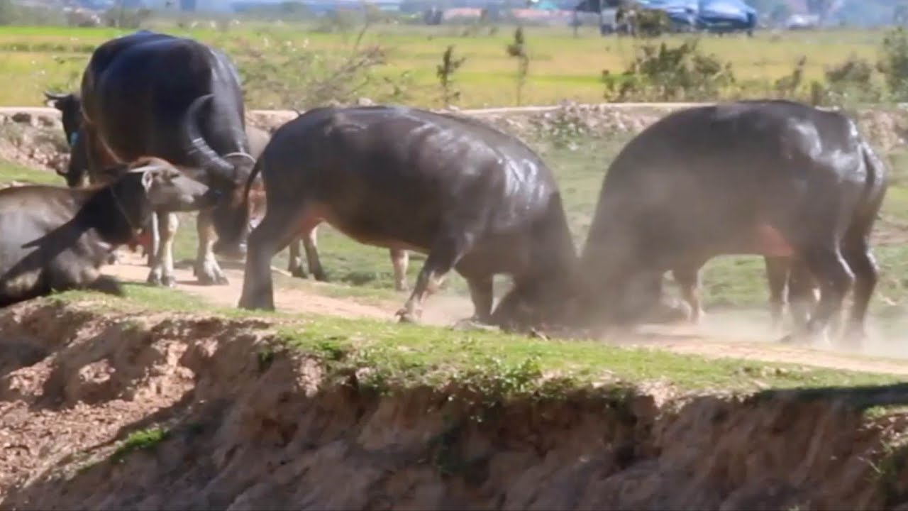Buffalo playing before swim across the river to graze in the fields ...
