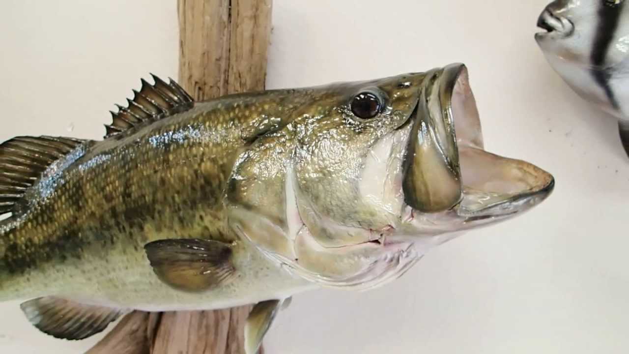 Reproduction Largemouth Bass - YouTube