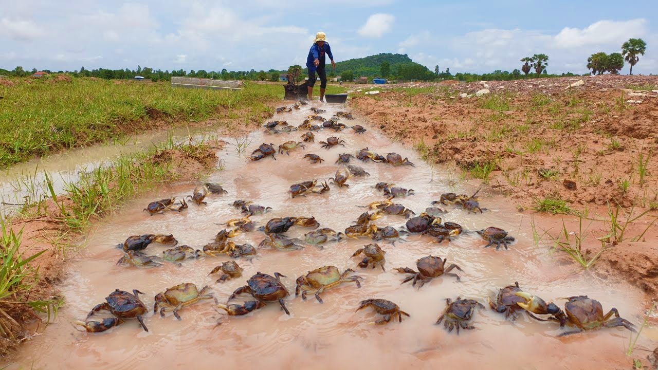 Fishing In Rainy Season! Today have a big rain a lot of crabs come from ...