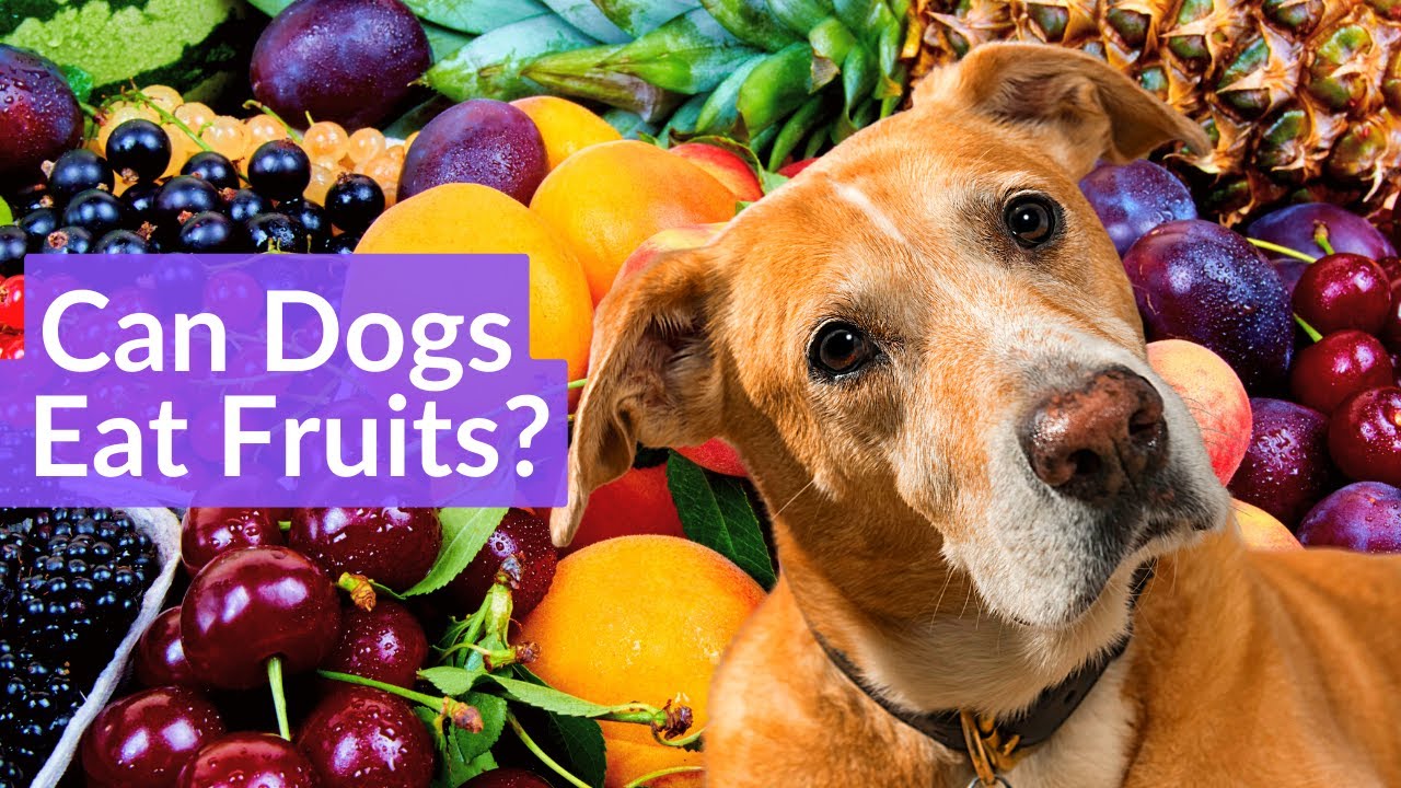 🐶 Can Dogs Eat Fruits? 🍒 A Comprehensive Guide to Safe and Unsafe ...