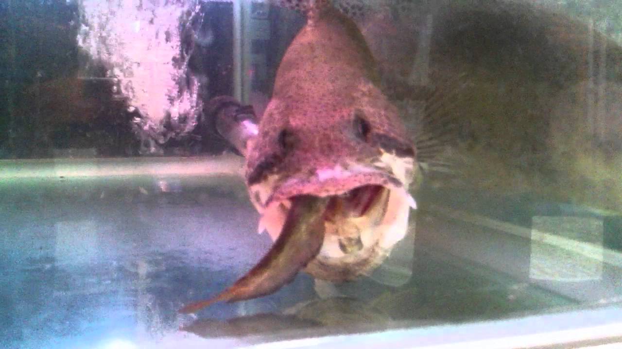 Mandarin Fish gulps up a Catfish headfirst - YouTube