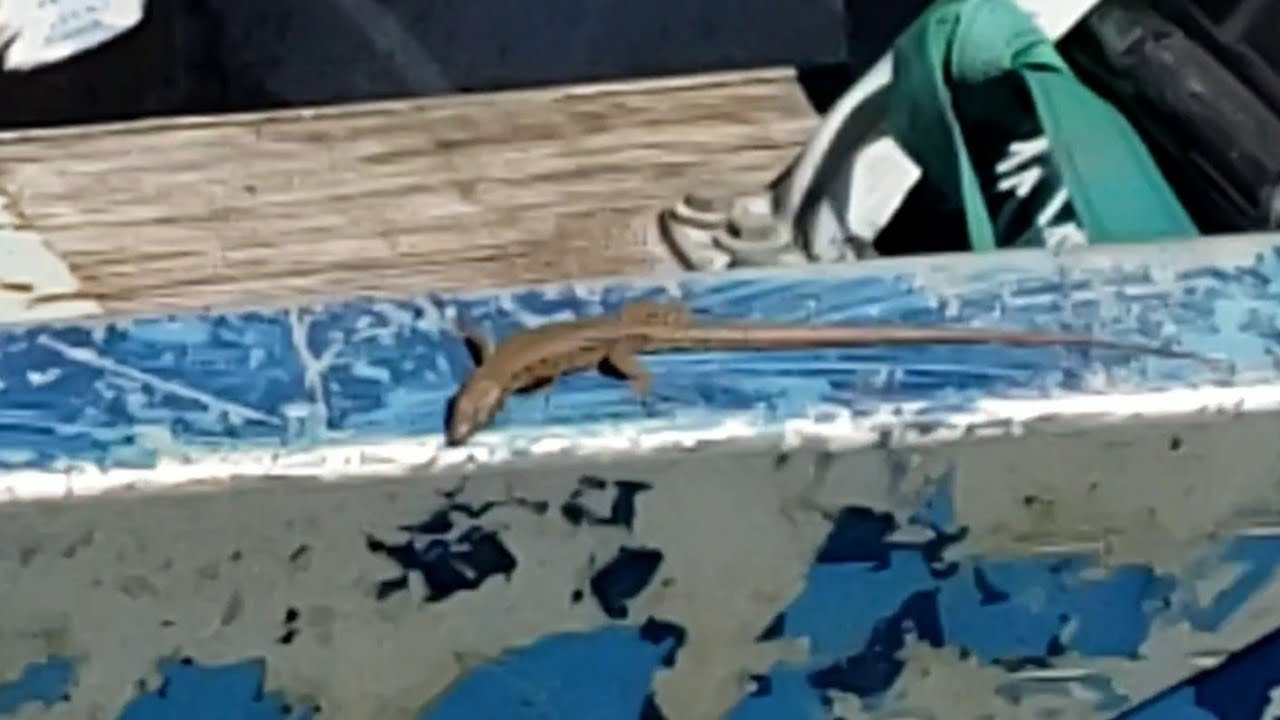 Man Saves Salt Spring Island From Invasive Terrible Lizard 🦎 🏝 - YouTube