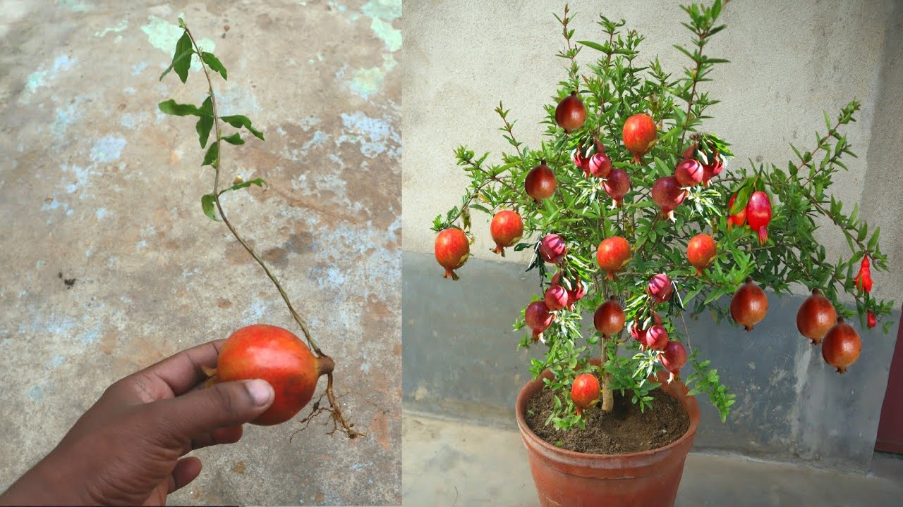 unique skill anar plant growing|how to grow pomegranate tree from seeds ...