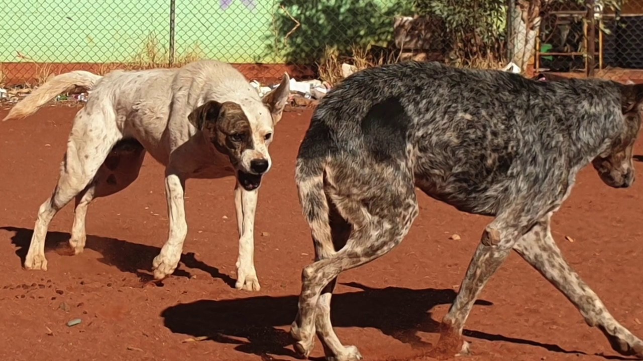 AMRRIC 04 Cheeky Dogs - YouTube