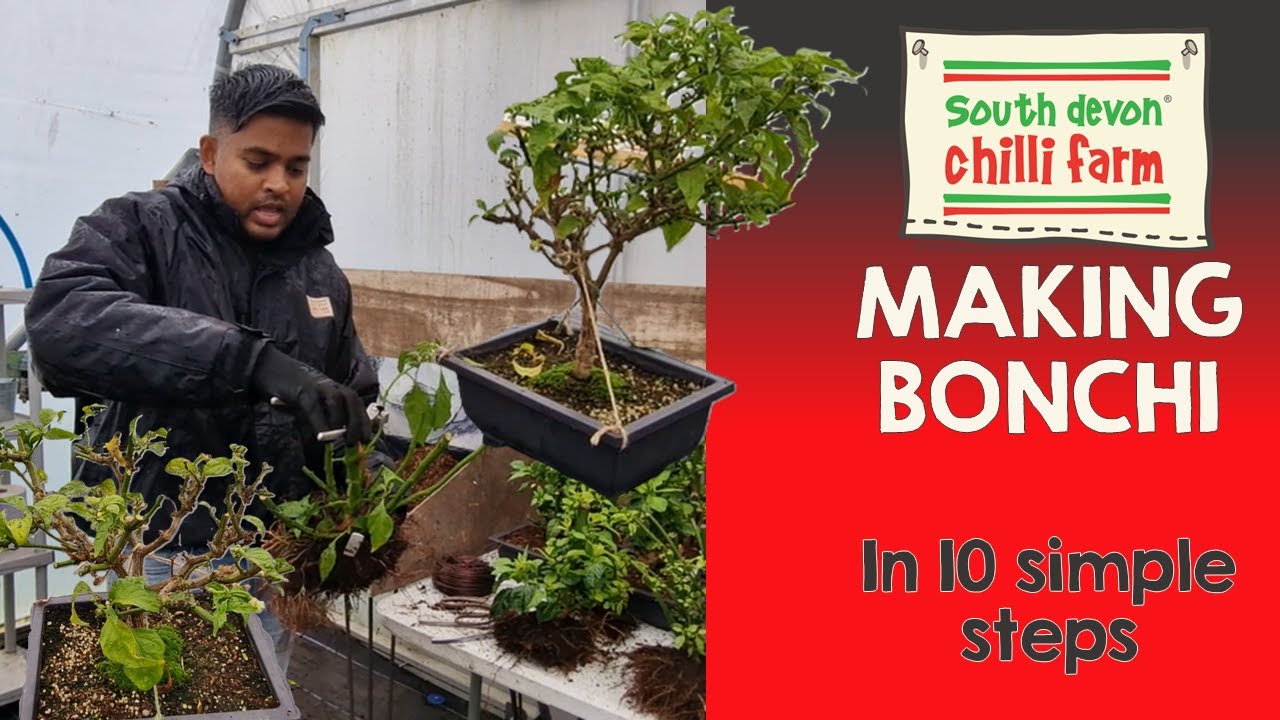 Making Bonchi (Bonsai Chilli) in 10 Simple Steps - YouTube