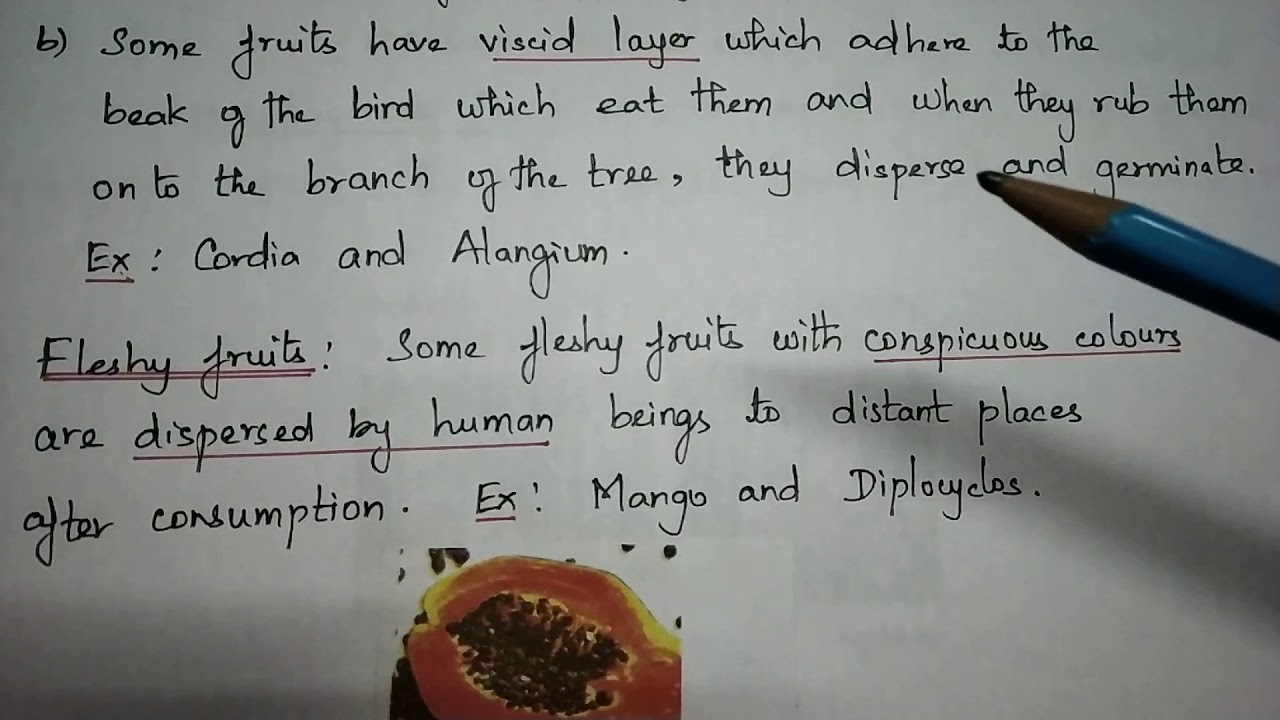 12Std: Dispersal by Animals (Zoochory) & Dispersal by Explosive ...