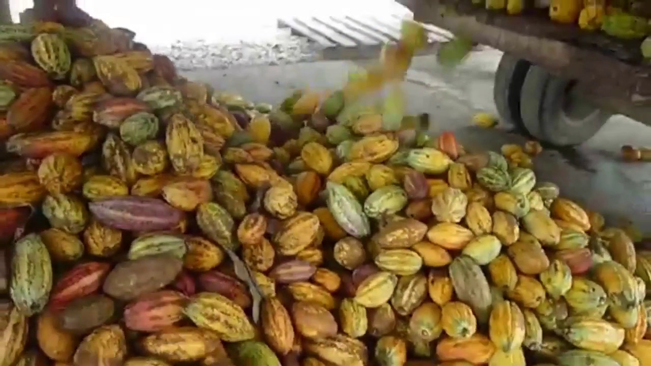 It's raining Cacao Pods! See the diversity of shape colour in this ...