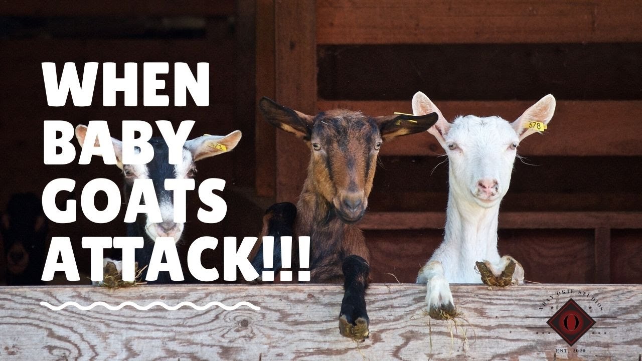 When Baby Goats Attack! - YouTube
