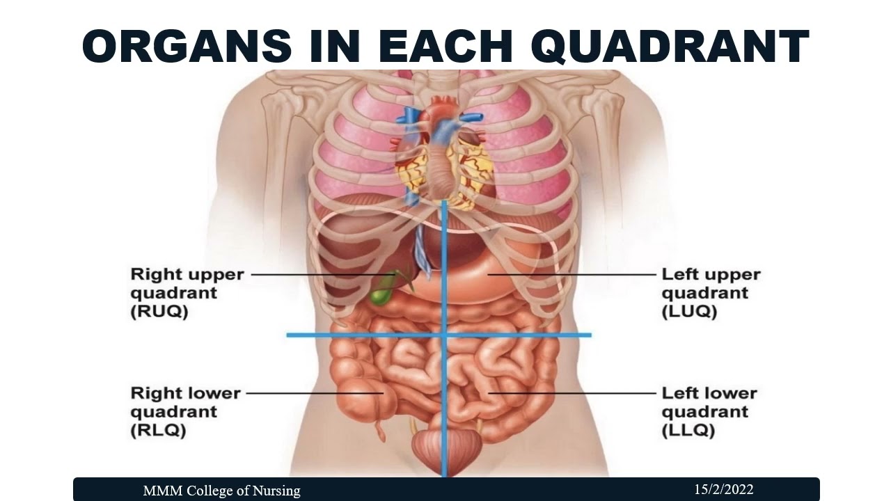 Right Upper Quadrant Diagram Abdominopelvic Quadrants FIGURE1.7