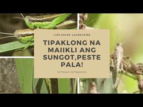 Paano Sugpuin ang Tipaklong na Maikli ang Sungot, Peste sa Palayan ng ...