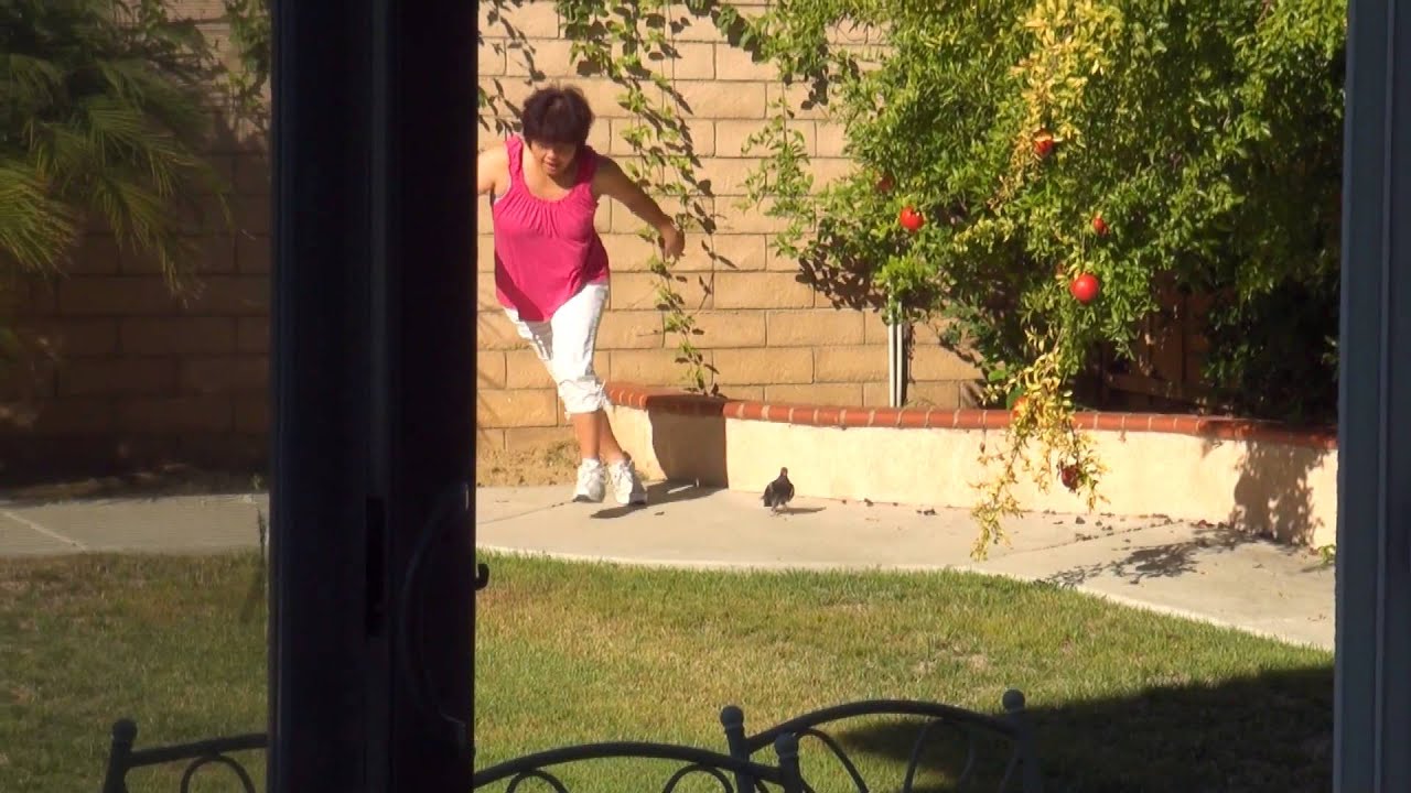 鴿子飛回家竟撞到玻璃門 Pigeon Hits Window - YouTube