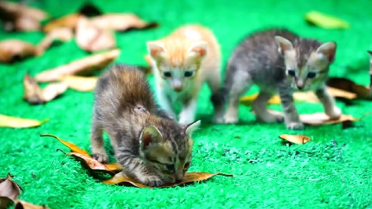 Cute Kitten Meow Meow For Their Mom - YouTube
