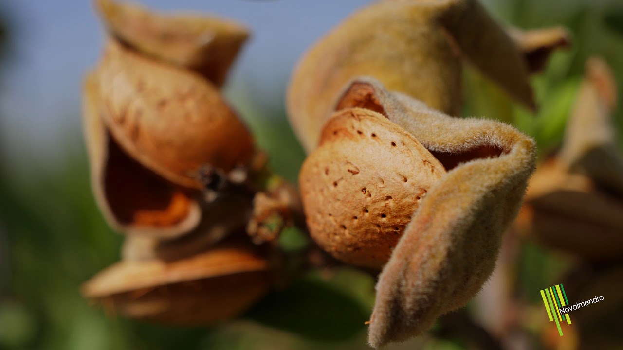 𝗖𝗼𝘀𝗲𝗰𝗵𝗮𝗻𝗱𝗼 𝗮𝗹𝗺𝗲𝗻𝗱𝗿𝗮𝘀 𝗚𝘂𝗮𝗿𝗮, 𝗔𝘃𝗶𝗷𝗼𝗿 𝘆 𝗦𝗼𝗹𝗲𝘁𝗮 𝗲𝗻 𝗦𝗲𝘁𝗼. - YouTube