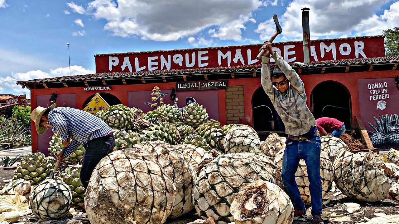 Proceso De Elaboración Del mezcal / Fábrica De Mezcal Mal De Amor ...