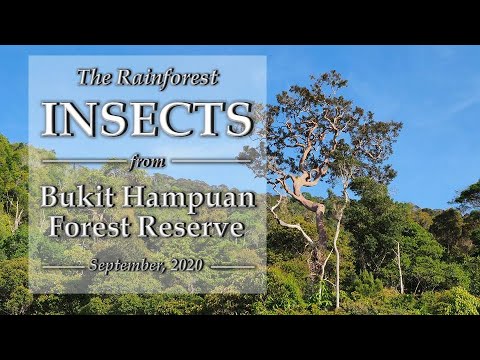 Bukit Hampuan Insects 2020 - YouTube