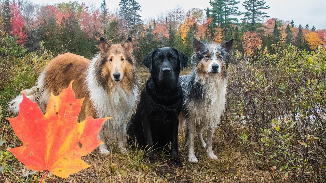 A Beautiful Fall Hike with My Dogs - YouTube