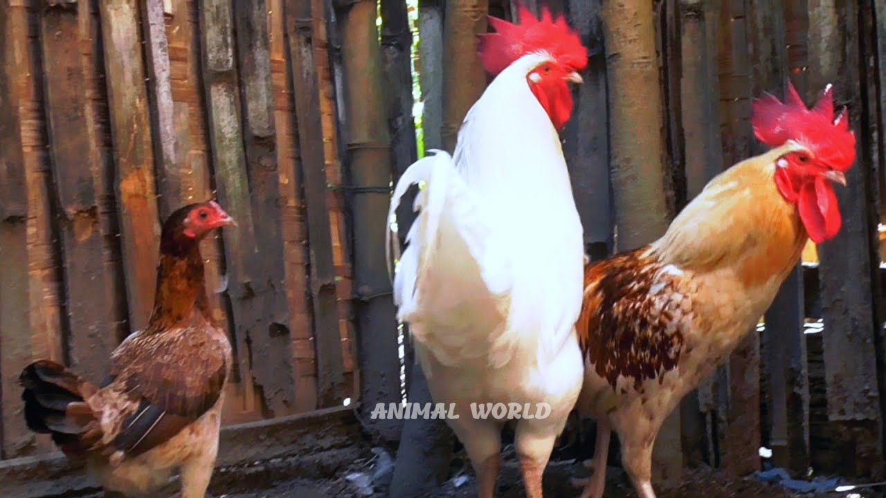 the rooster crows early in the morning 😱 !! ? - YouTube