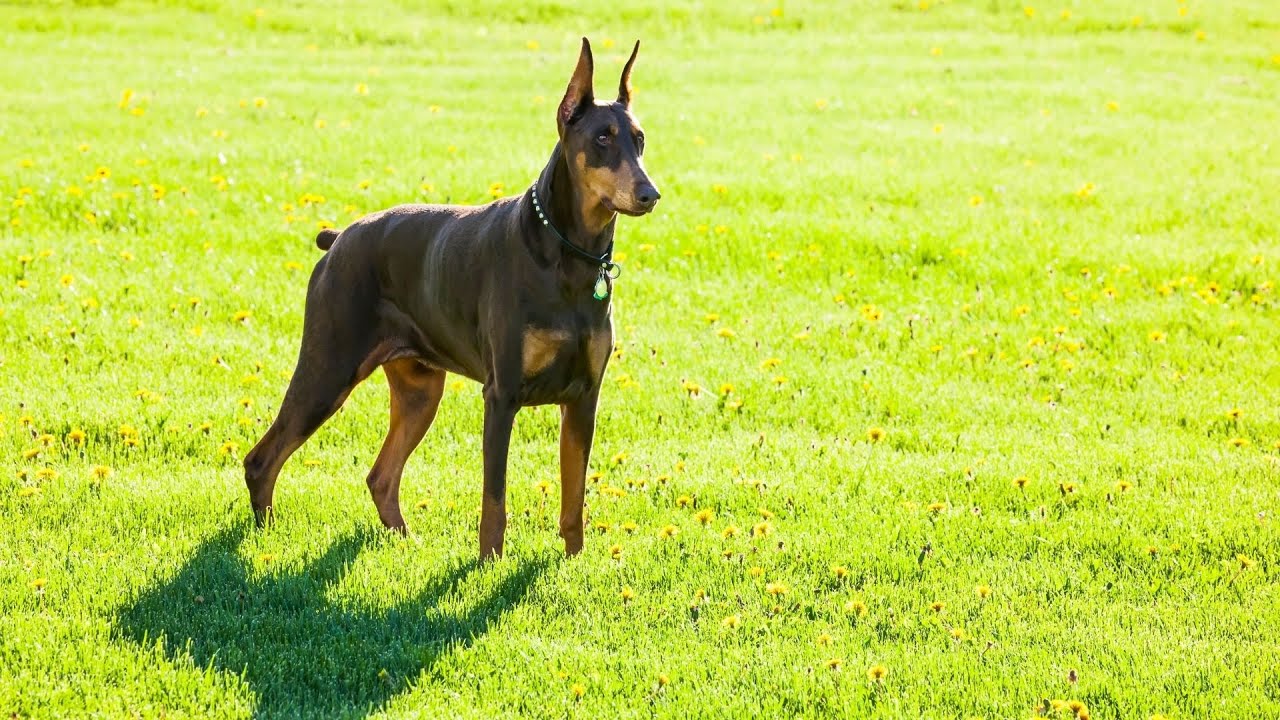How Fast Can a Dober - YouTube