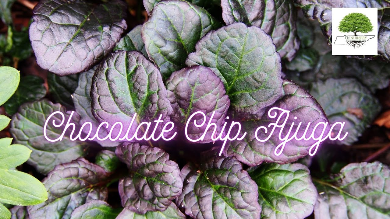 Chocolate Chip Ajuga - TN Nursery - YouTube