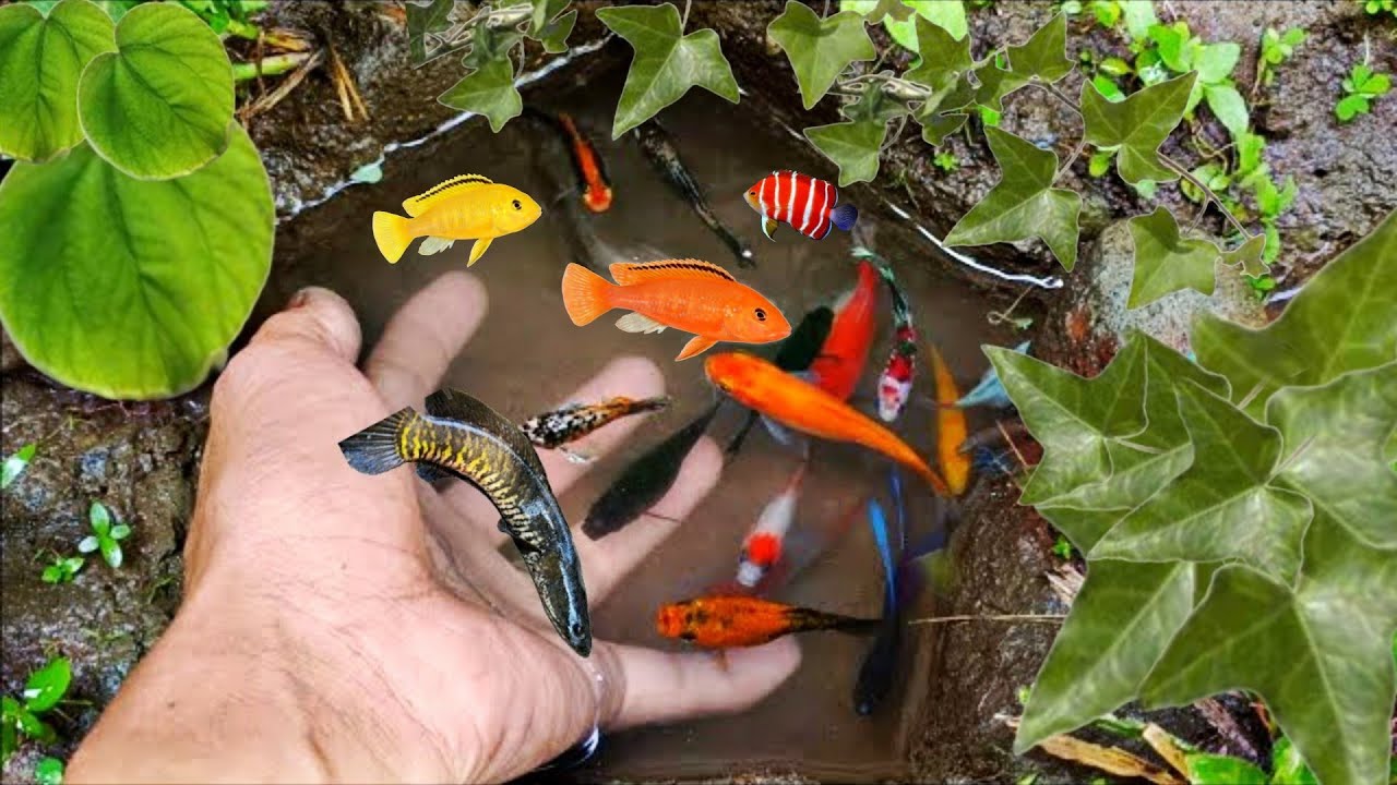 Catch colorful fish, koi fish, goldfish, glowfish, betta fish, gourami ...