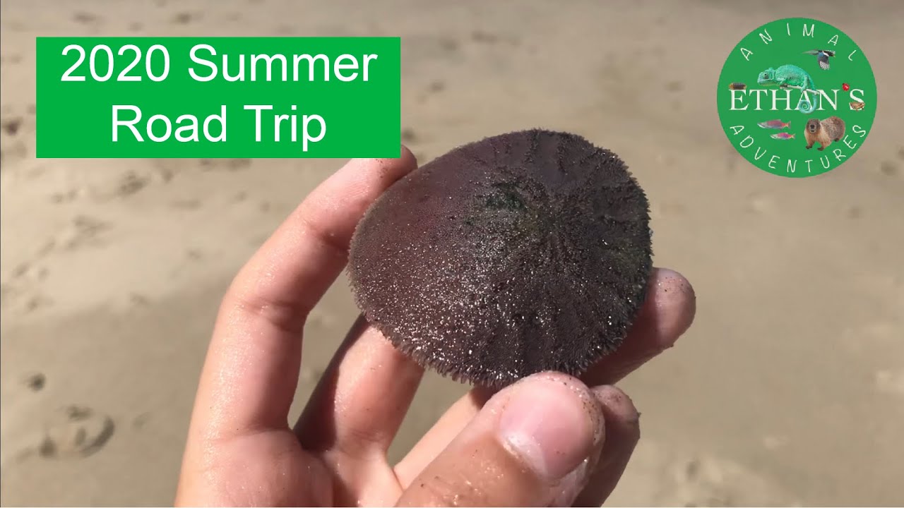 2020 Summer Road Trip - Sand Dollar, Rocks And More - YouTube