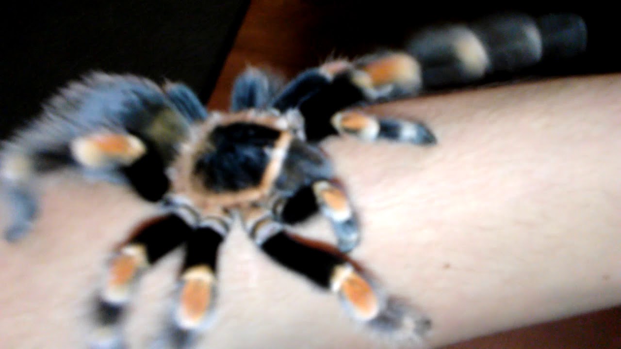 New spider (mexican red knee tarantula) - YouTube