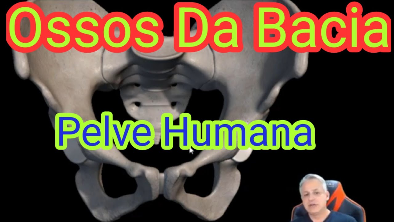 OSSOS DA PELVE - CINTURA PÉLVICA - OSSOS DA BACIA HUMANA - YouTube