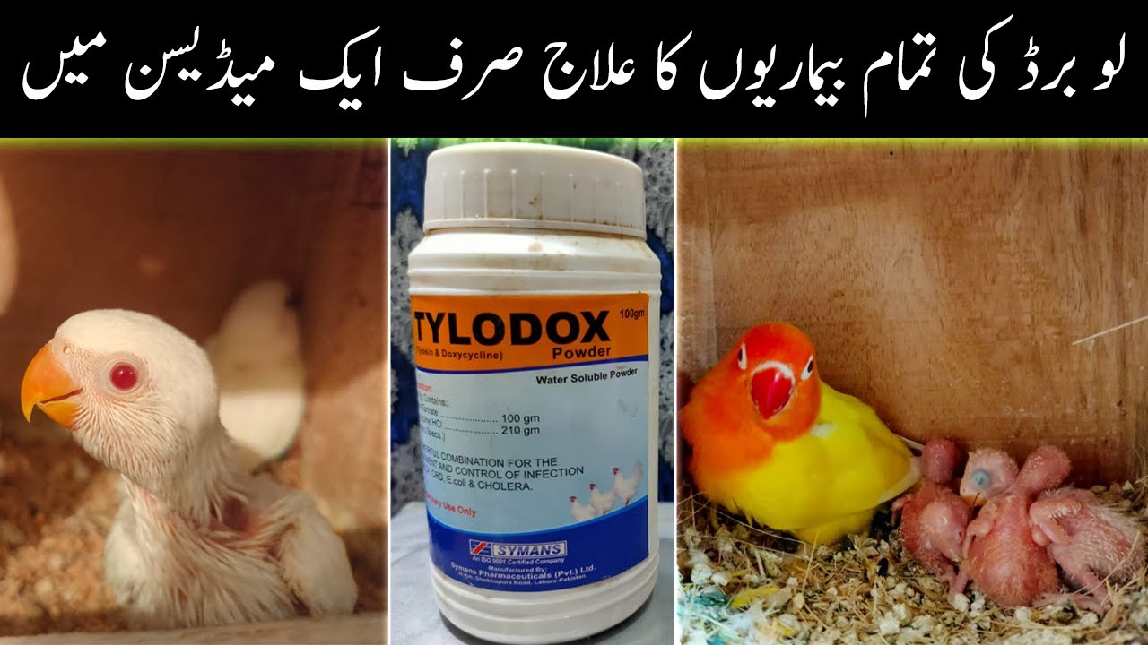 Tylodox For Lovebirds | How To Use Tylodox For Birds | Best Antibiotics ...