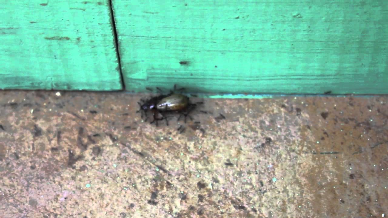 Crazy ants moving object together - YouTube