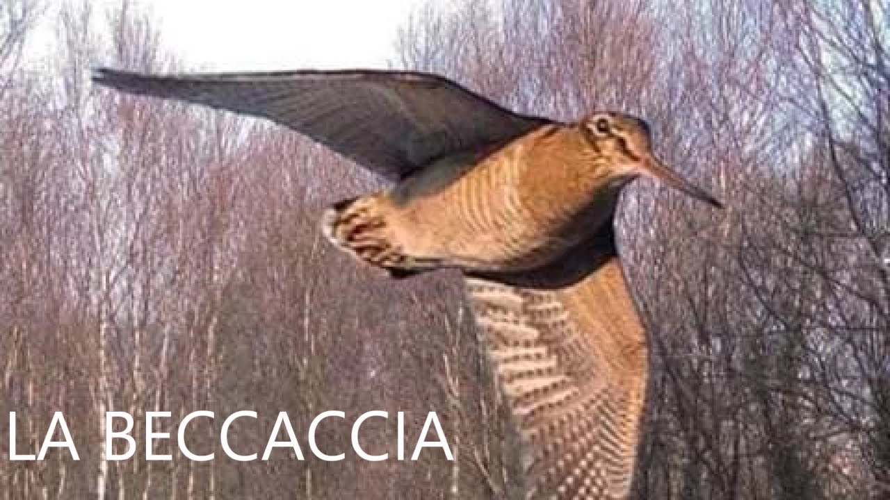 Un cacciatore di Beccacce STANNO TORNANDO caccia alla beccaccia ...
