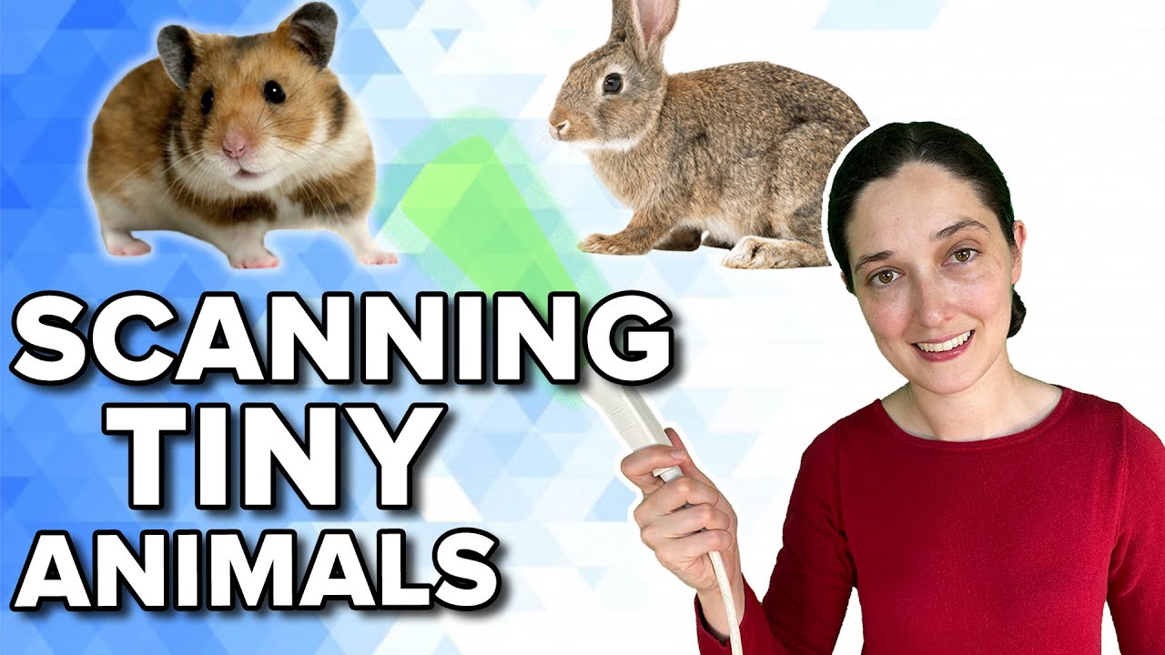 How to Safely Scan Tiny Animals with Ultrasound - YouTube
