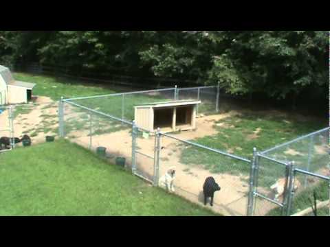 Labrador Retrievers Video #2 at Integrity Farm - YouTube